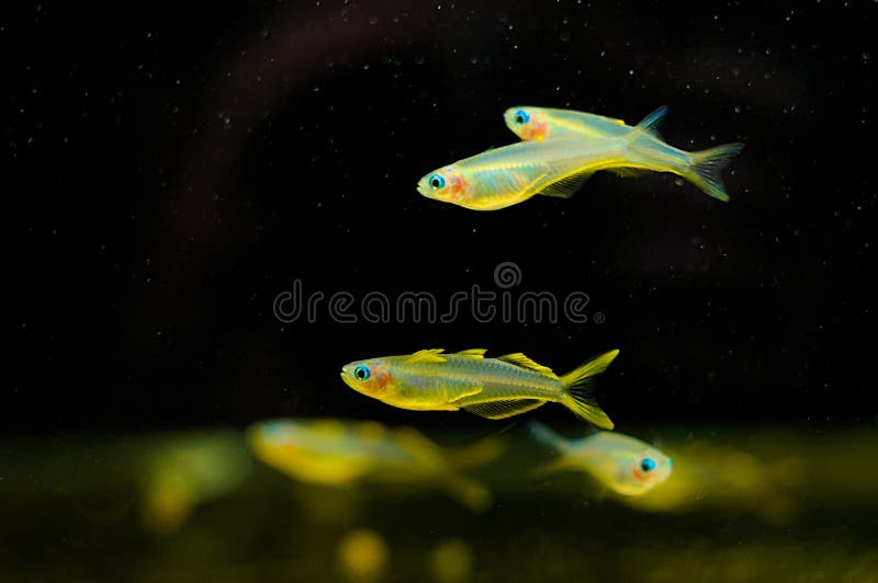 Pseudomugil Furcatus Tropical Fish in Aquarium Stock Image - Image of ...