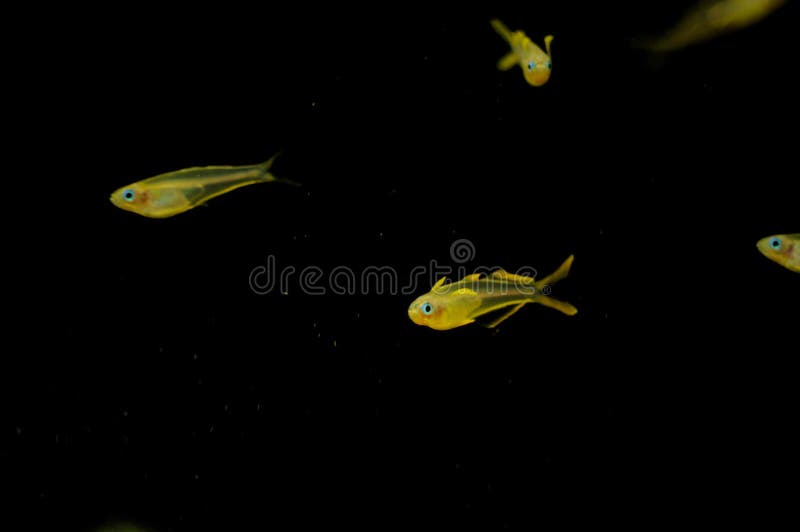 Pseudomugil Furcatus Tropical Fish in Aquarium Stock Photo - Image of ...