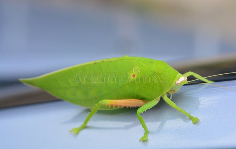 Pseudophyllus Titans or Giant Leaf Katydid Giant Leaf Bug Stock Image ...