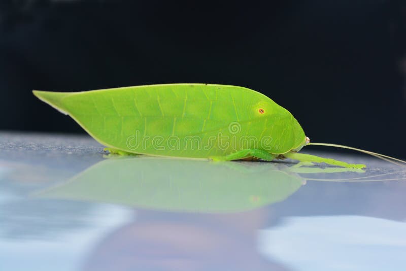 Pseudophyllus Titans or Giant Leaf Katydid Giant Leaf Bug Stock Image ...