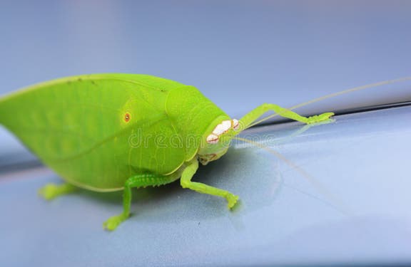 Pseudophyllus Titans Giant Leaf Katydid Giant Leaf Bug Stock Photos ...