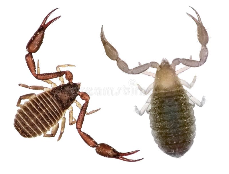 A False Scorpion on My Finger Stock Image - Image of garden, background ...