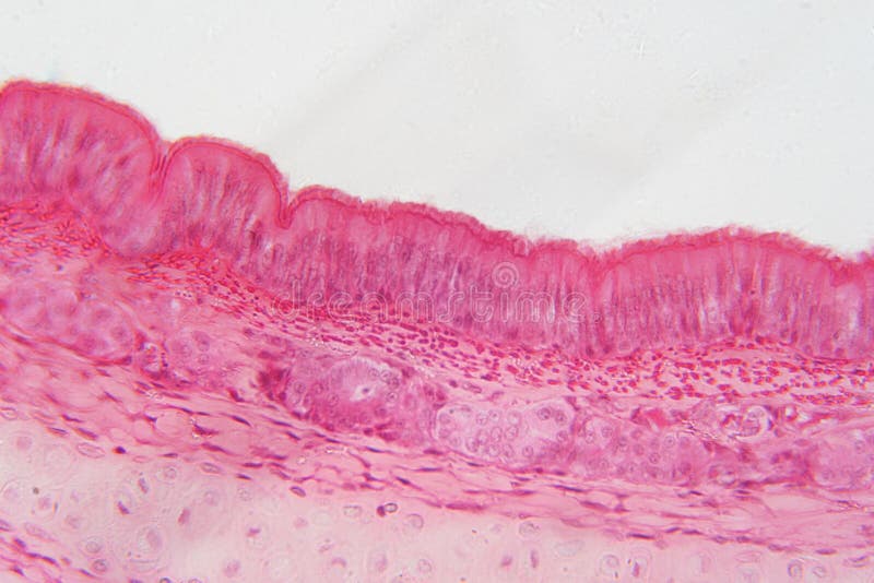 Pseudostratified Ciliated Columnar Epithelium Under Microscope