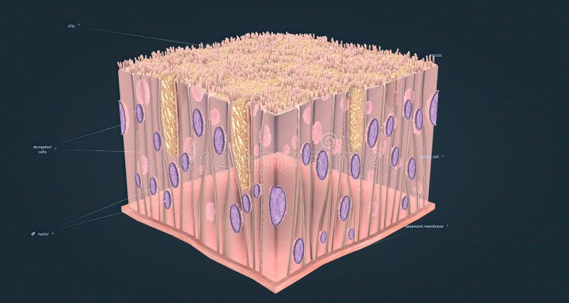 A Pseudostratified Epithelium is a Type of Epithelium that, Thought ...