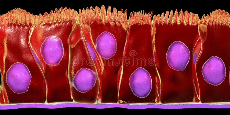 Pseudostratified-Zylinderepithel Stock Abbildung - Illustration von ...