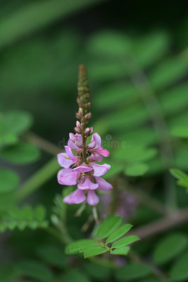 Flor Del Añil Fotos de stock - Fotos libres de regalías de Dreamstime