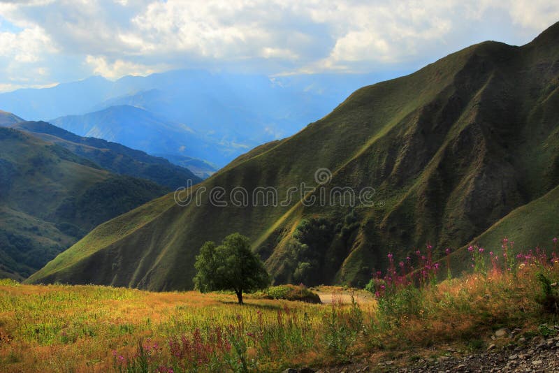 Pshavi region, Georgia stock image. Image of region, tree - 77402477