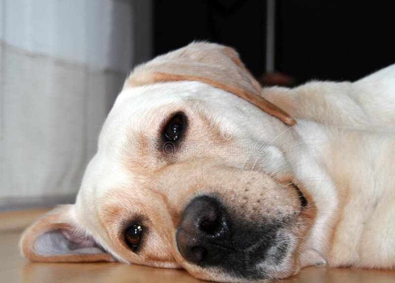 Psi labrador zdjęcie stock. Obraz złożonej z przyjaciel - 4655936