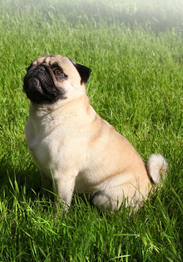 Psi mops obraz stock. Obraz złożonej z puszysty, ssak - 25912269