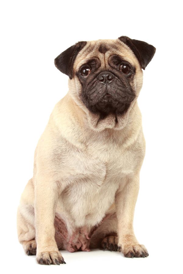 38,215 Mops zdjęć stockowych - bezpłatne i z licencją Royalty Free od ...