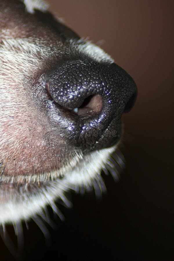 Nos psa zdjęcie stock. Obraz złożonej z piesek, chrapy - 5568176