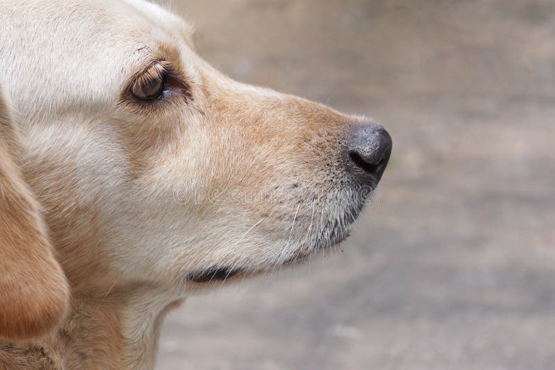 Nos psa zdjęcie stock. Obraz złożonej z potomstwa, odosobniony - 90254234