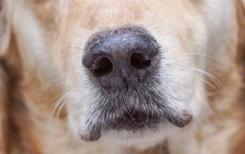 Nos psa zdjęcie stock. Obraz złożonej z potomstwa, odosobniony - 90254234