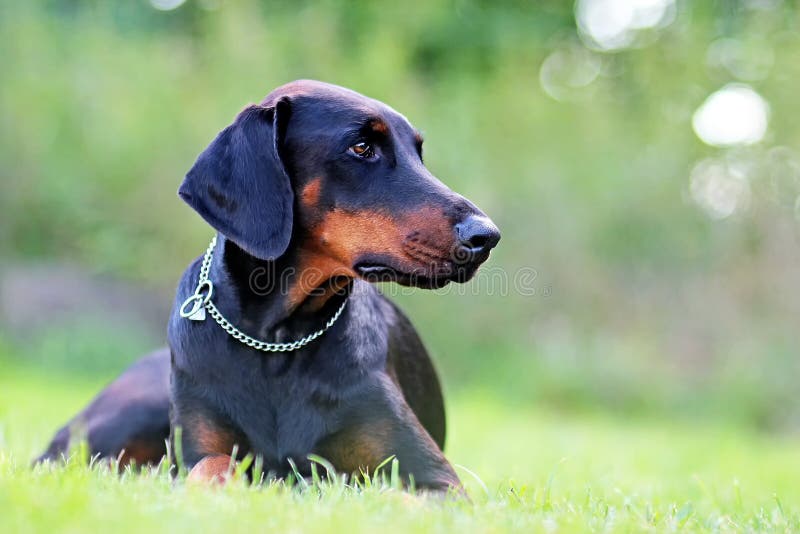 257 Doberman Psi Portret zdjęć stockowych - bezpłatne i z licencją ...