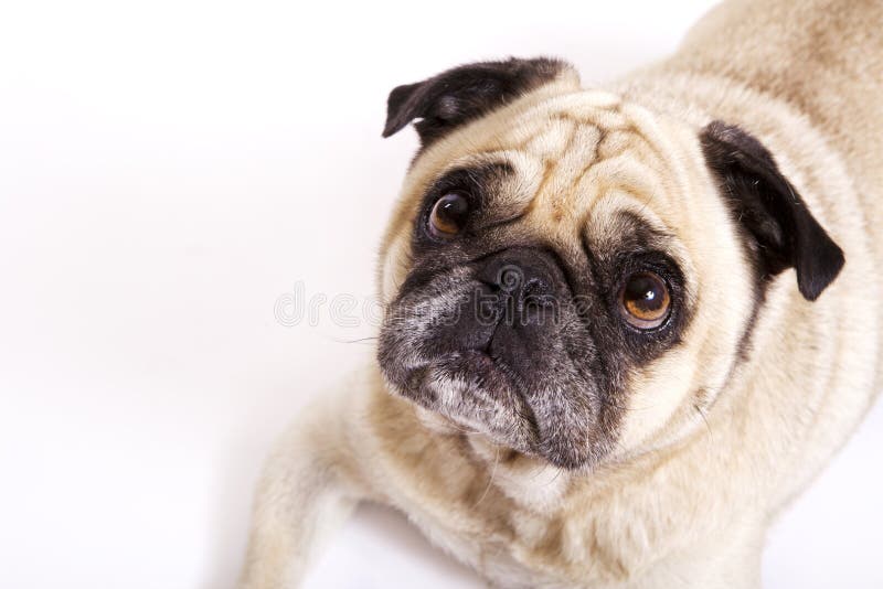 Psi Stary Mops Zdjęcia Stock - Pobierz 81 Zdjęcia Royalty Free