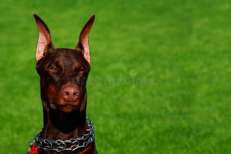 257 Doberman Psi Portret zdjęć stockowych - bezpłatne i z licencją ...