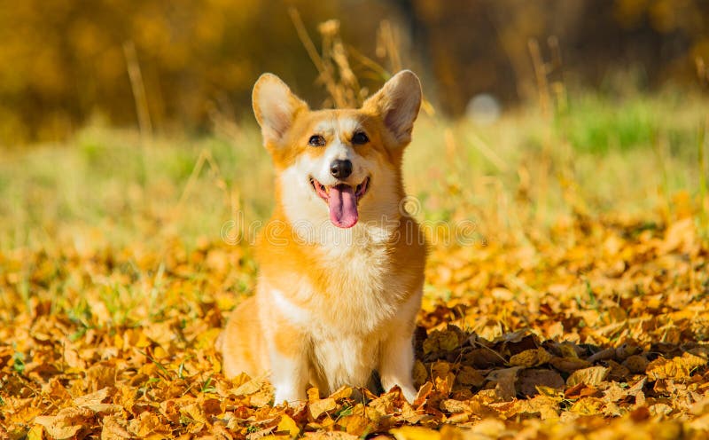 Pies Welsh Corgi Pembroke obraz stock. Obraz złożonej z pies - 129452499