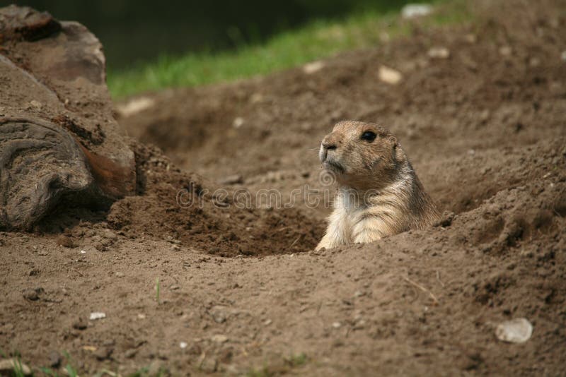 Psia preria zdjęcie stock. Obraz złożonej z świstak, czerń - 5170480