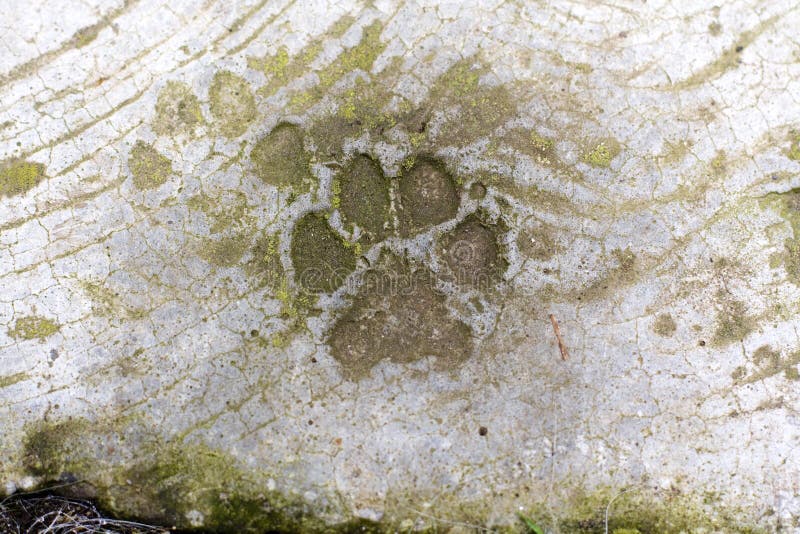 Łapa psa obraz stock. Obraz złożonej z noga, ślad, druk - 31769101