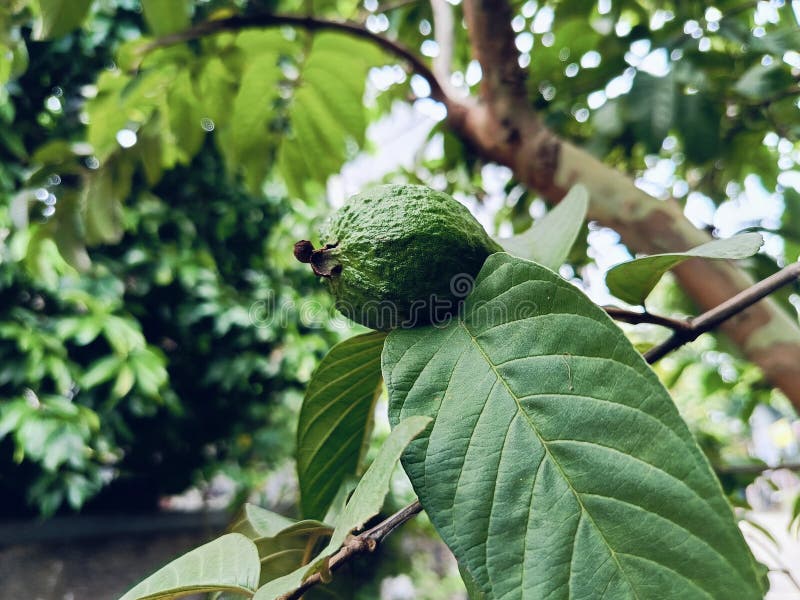 Common Guava Tree in Garden Stock Photo - Image of psidium, tree: 252689418