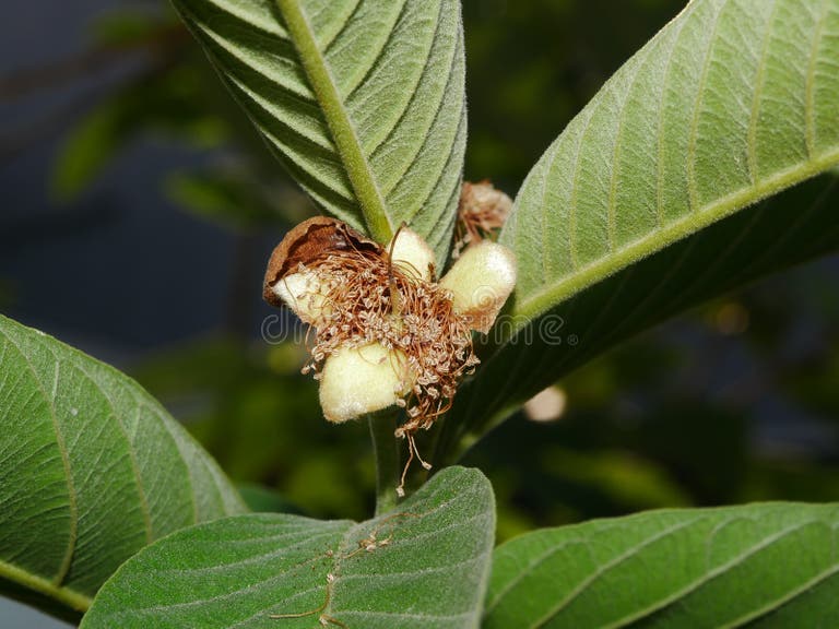Psidium Guajava Flower that Fail To Bloom Stock Image - Image of leaf ...