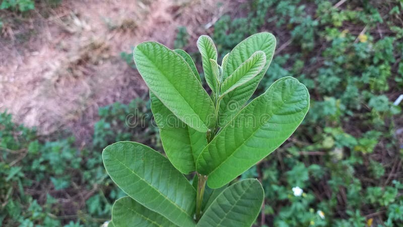 Psidium Guajava Guava Leaves Growing in the Garden Stock Photo - Image ...