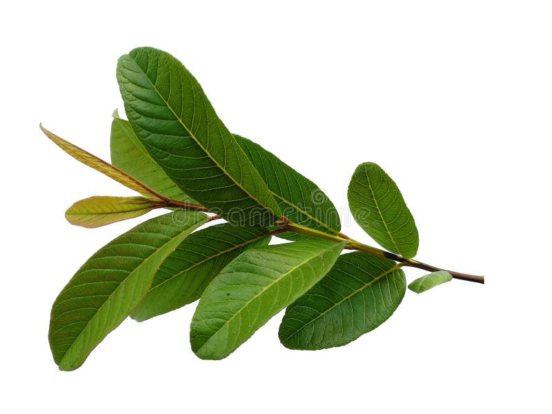 Psidium Guajava Leaf or Guava Leaves Isolated on White Background ...