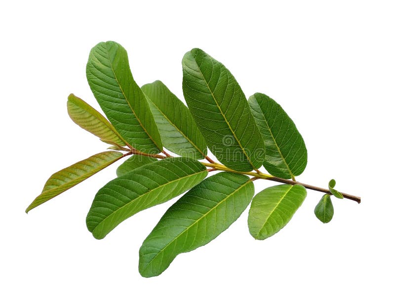 Psidium Guajava Leaf or Guava Leaves Isolated on White Background ...