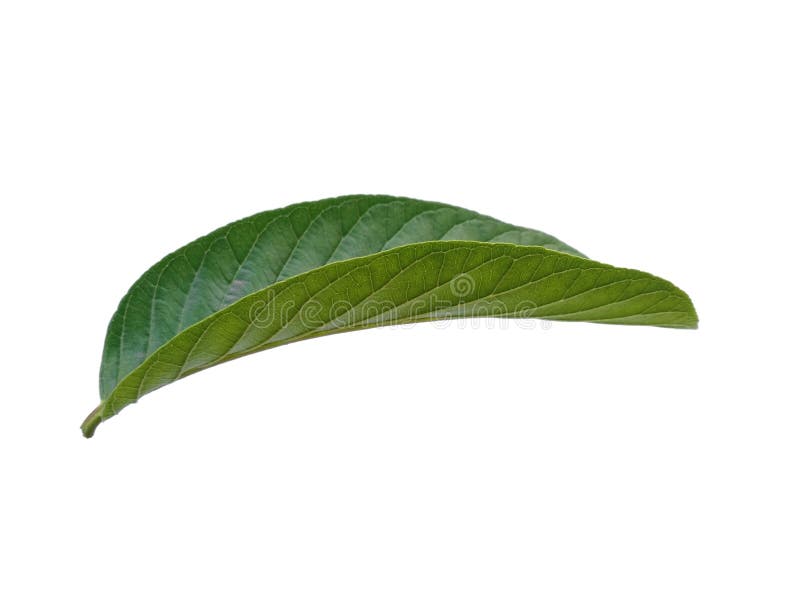 Psidium Guajava Leaf or Guava Leaves Isolated on White Background ...