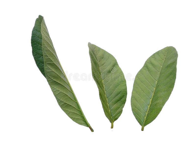 Psidium Guajava Leaf or Guava Leaves Isolated on White Background ...