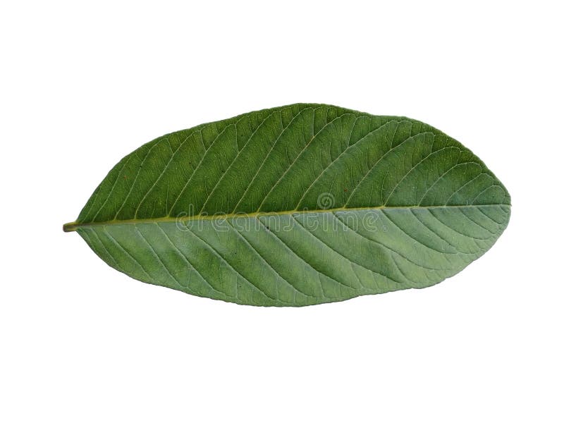 Psidium Guajava Leaf or Guava Leaves Isolated on White Background ...