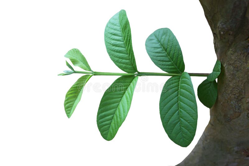 Psidium guajava Leaf stock photo. Image of vietnam, green - 49440668