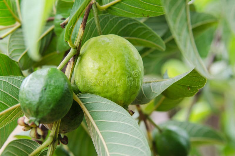 Psidium guajava Linn stock image. Image of intact, tasty - 77399893