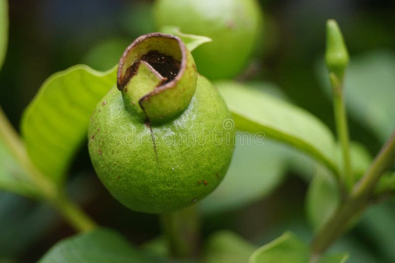 Trees Of Psidium Guajava L. Or Apple Guava And Popularly Known As ...