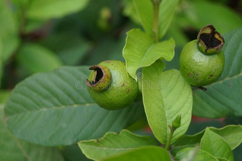 Psidium guajave stock image. Image of plant, orchard - 68620633