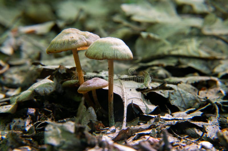 Psilocybe Bohemica, Psychedelic Mushroom, Magic Shrooms Stock Photo ...