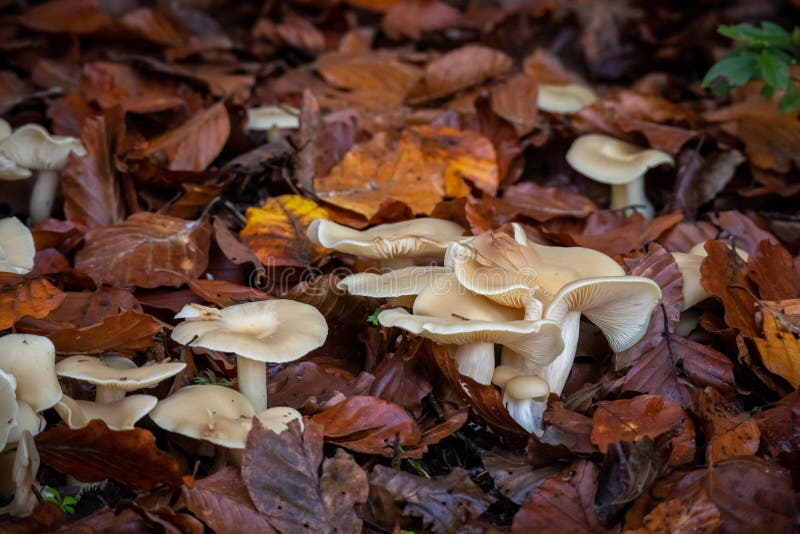 Psilocybin Magic Mushrooms in Forest Stock Image - Image of fungus ...