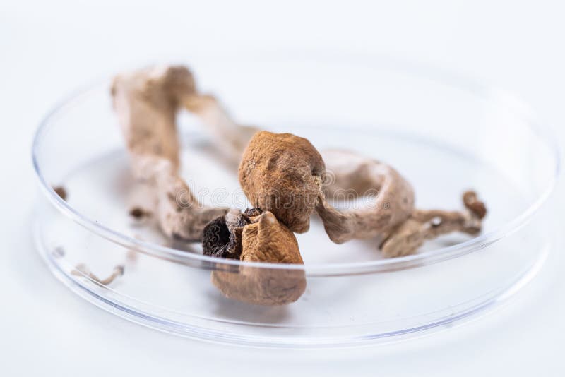 Psilocybin and Magic Mushrooms Stock Photo - Image of cubensis ...