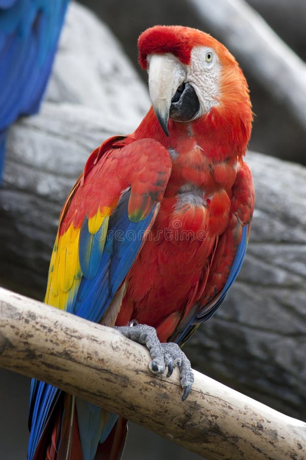 Psittaciformes stock photo. Image of head, associations - 41461566