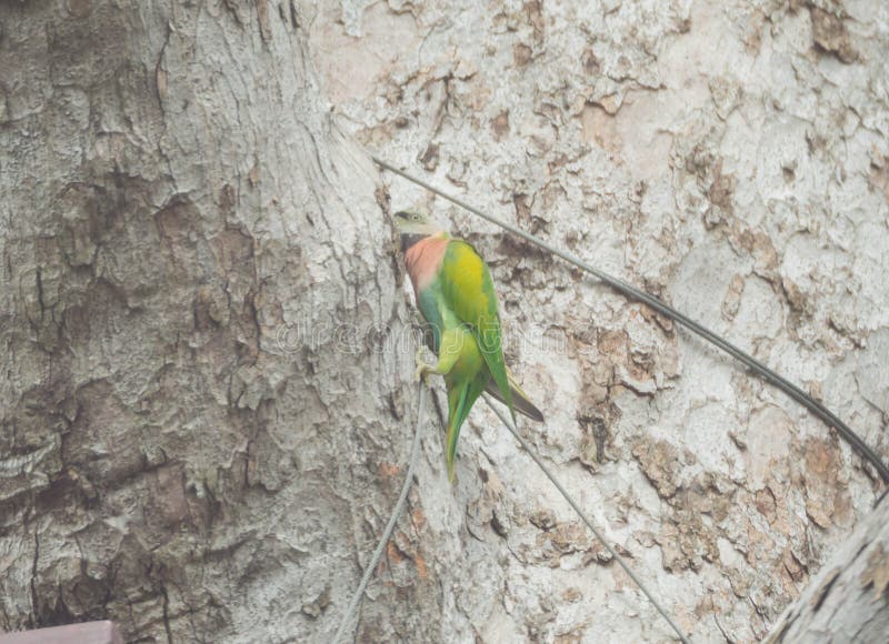 Psittacula Alexandri / Red-breasted Parakeet Stock Photo - Image of ...