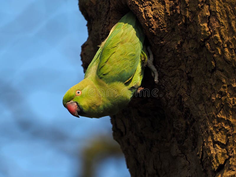 Psittacula Krameri or the Rose Ringed Parakeet - Foraging Crop Stock ...