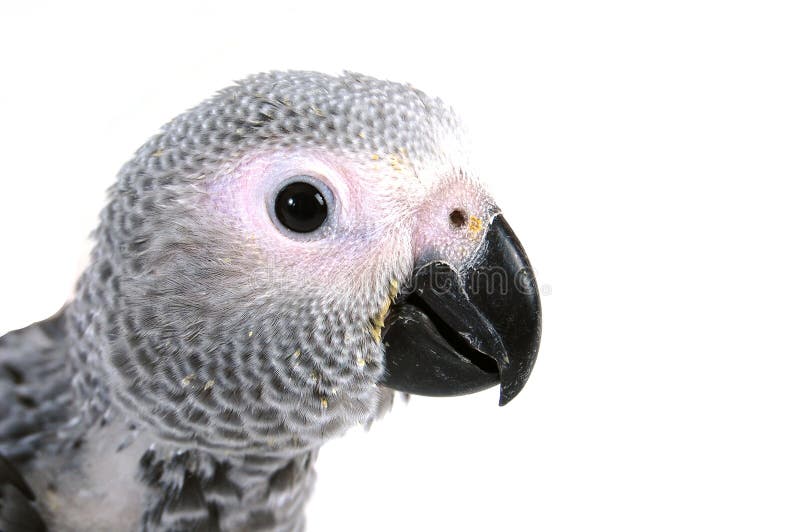 25+ Psittacus Free Stock Photos - StockFreeImages