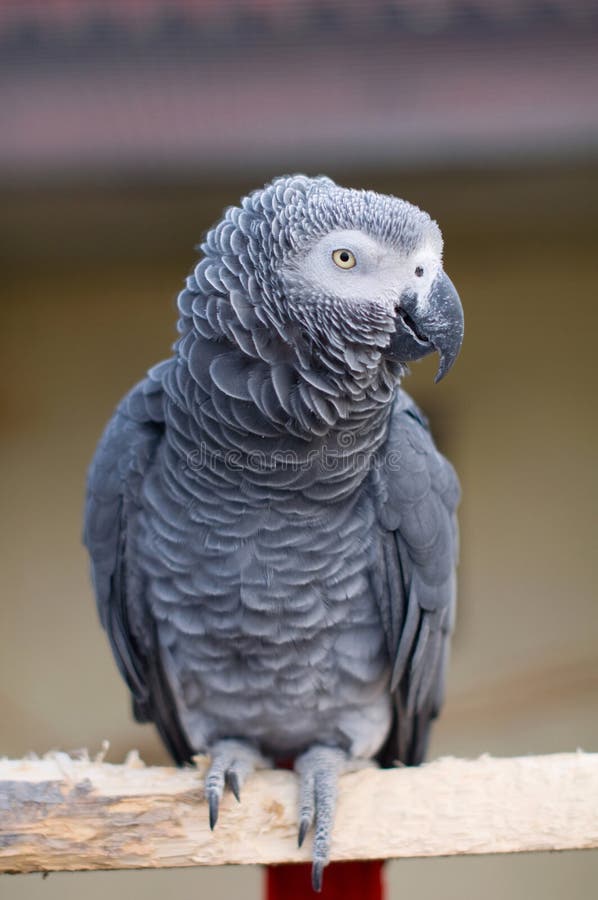 African grey parrot stock photo. Image of exotic, african - 13832552