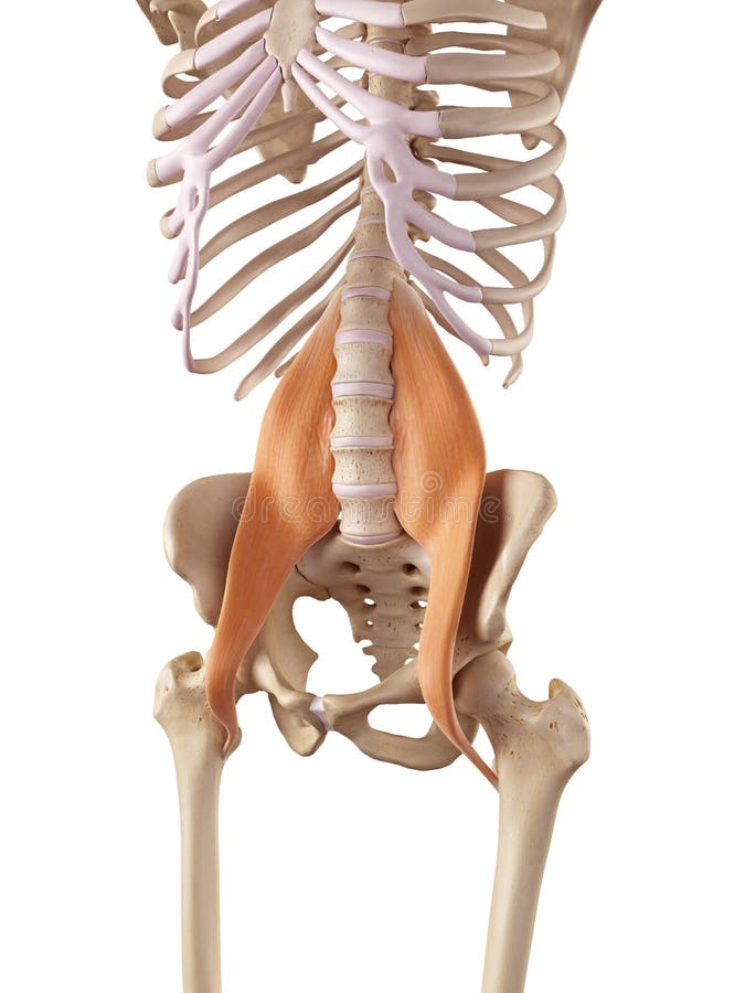 Psoas - майор иллюстрация штока. иллюстрации насчитывающей наука - 56287262