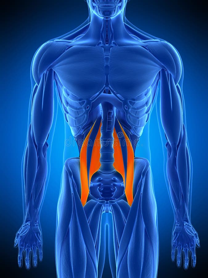 The psoas major stock illustration. Illustration of body - 72488048
