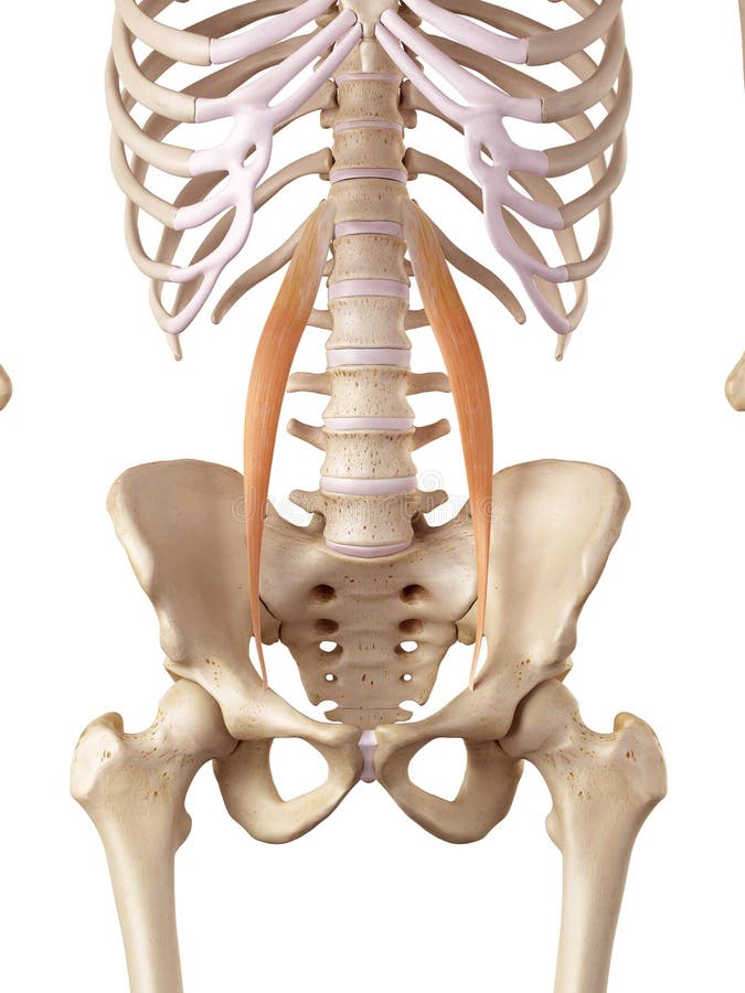 Psoas Muscle Stock Illustrations – 711 Psoas Muscle Stock Illustrations ...