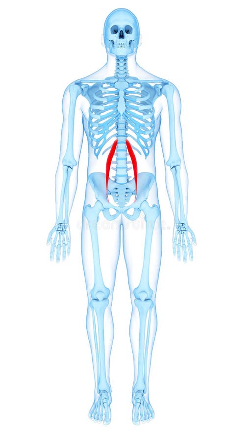 The psoas minor stock illustration. Illustration of anatomy - 74193529