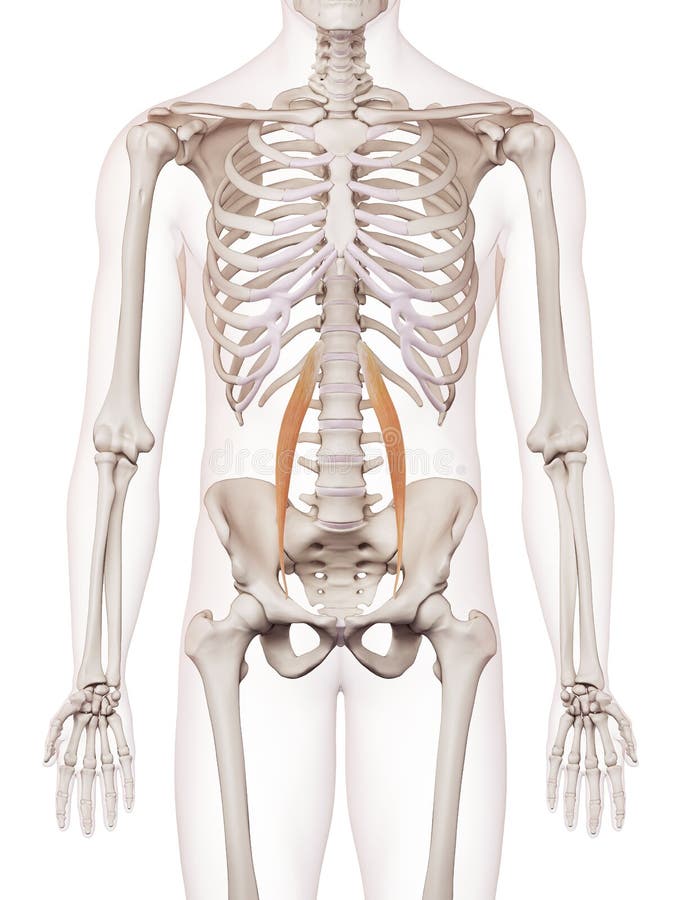 Psoas Minor Muscle Anatomy for Medical Concept 3D Illustration Stock ...