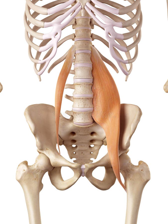 The psoas muscles stock illustration. Illustration of major - 56287286