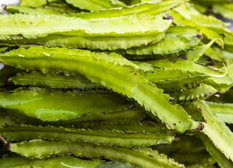 Psophocarpus Tetragonolobus Stock Photo - Image of bean, organic: 37807128